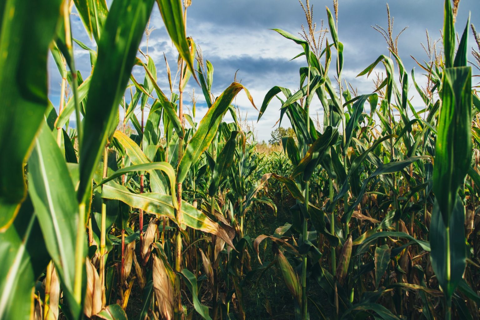 UNBS Certifies 23 Maize Companies - Aponye Uganda Limited